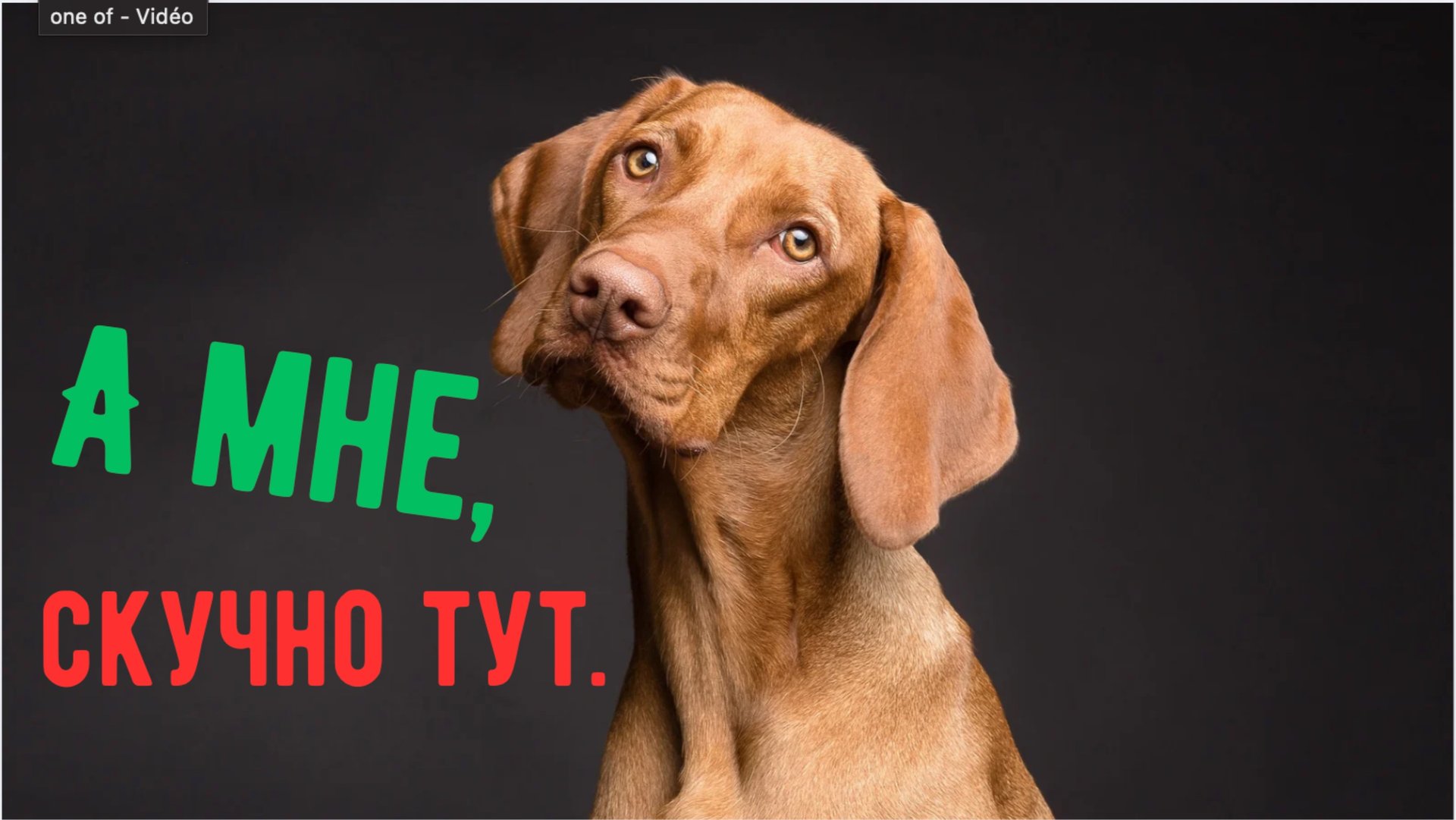 Идеальные породы собак для жизни в квартире