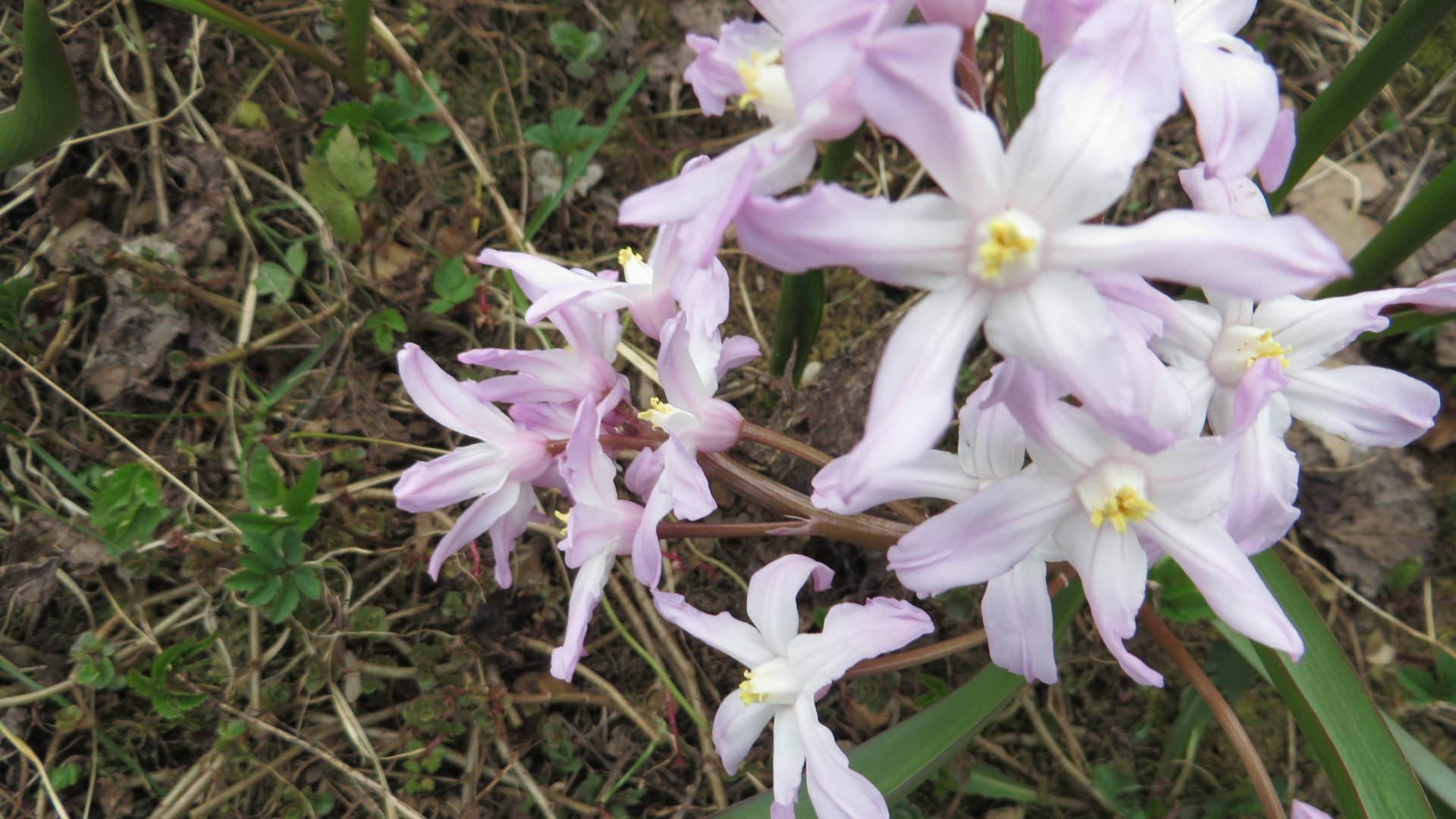 Хионодокса Сардинская.