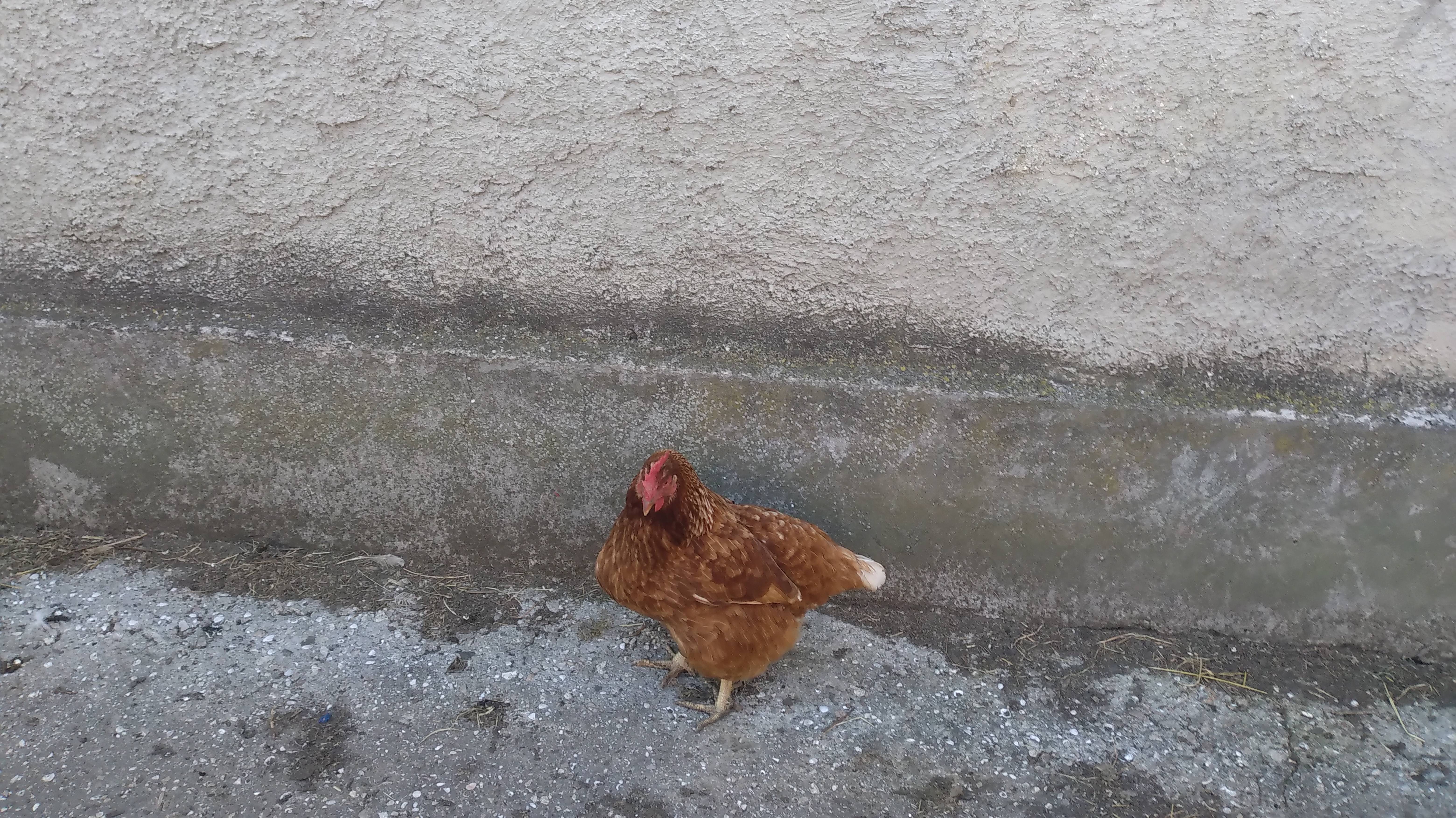 куриц еще та