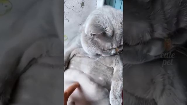 Смешное видео с животными