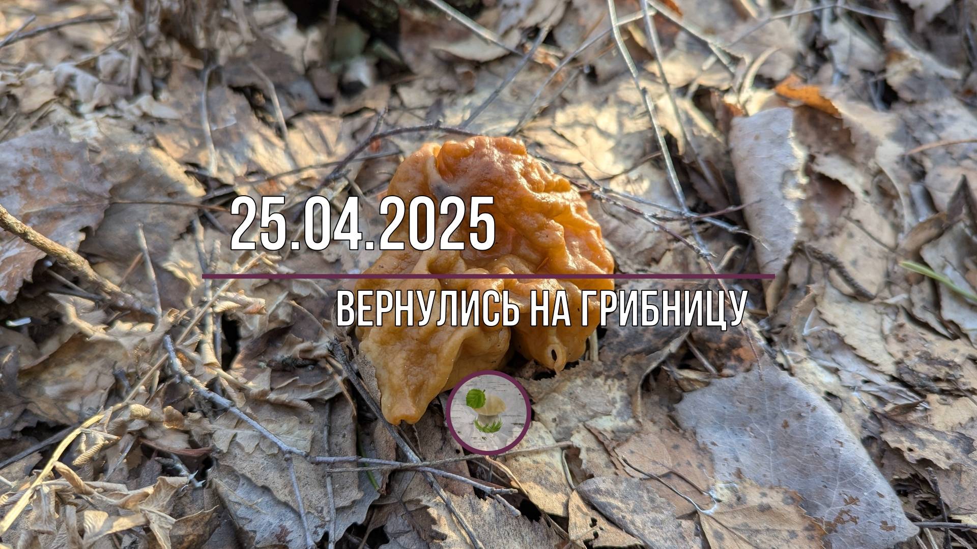 Как выросли строчки за 5 дней в холодную погоду. Вернулись на грибницу.