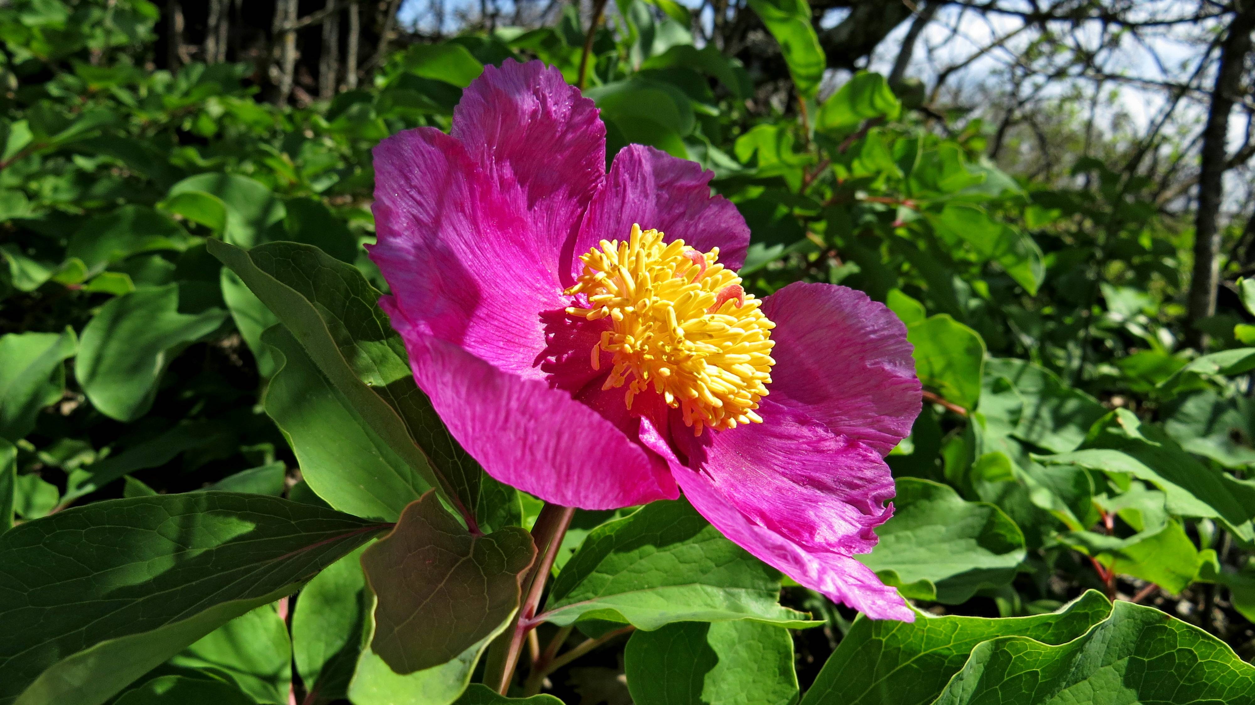 Апрель на склонах Биюк-Эгерек. Крым.