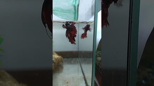 Попытка подружить самца и самку рыбок петушка.