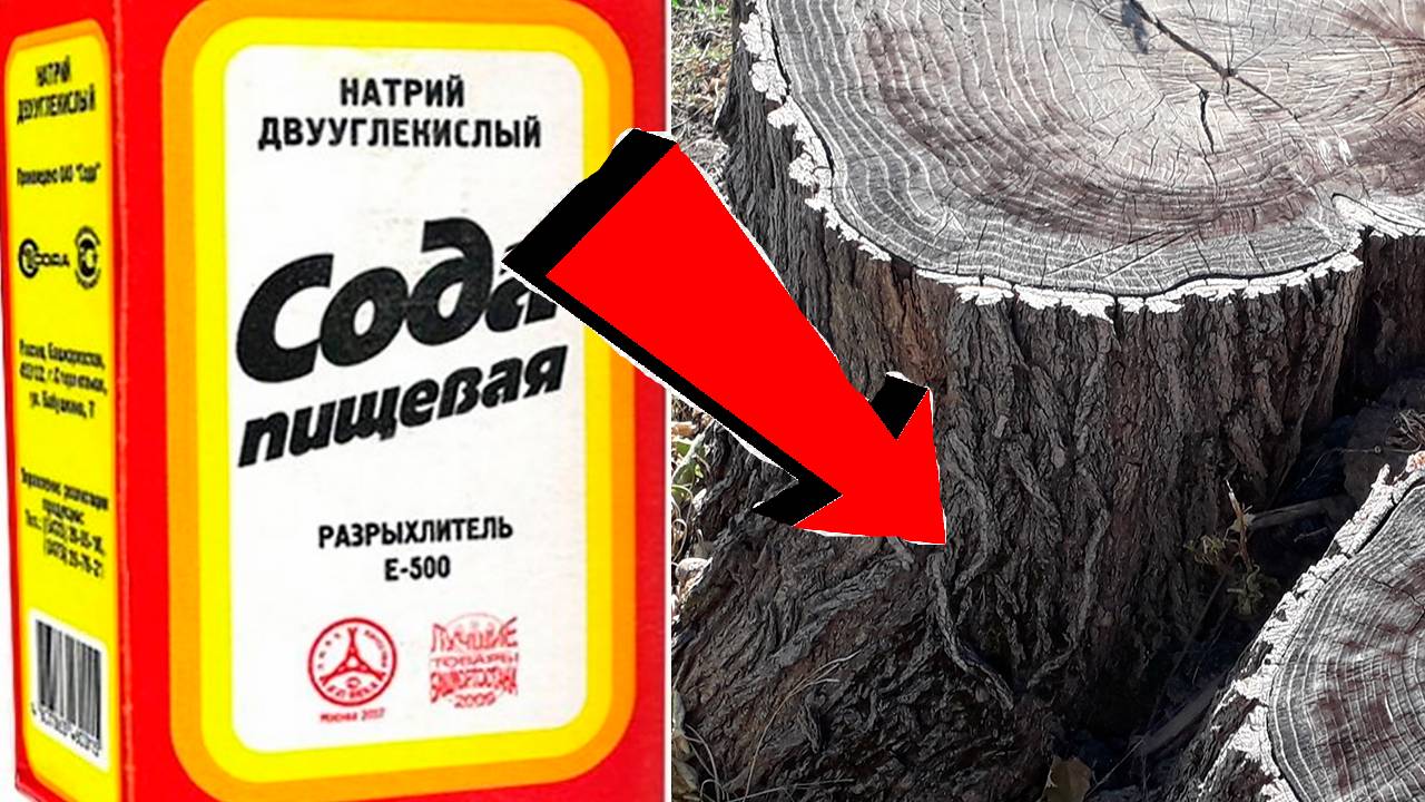 Убрать пень с участка можно за 3 минуты