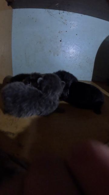 ВерхоОвный ОТец против слепых котят