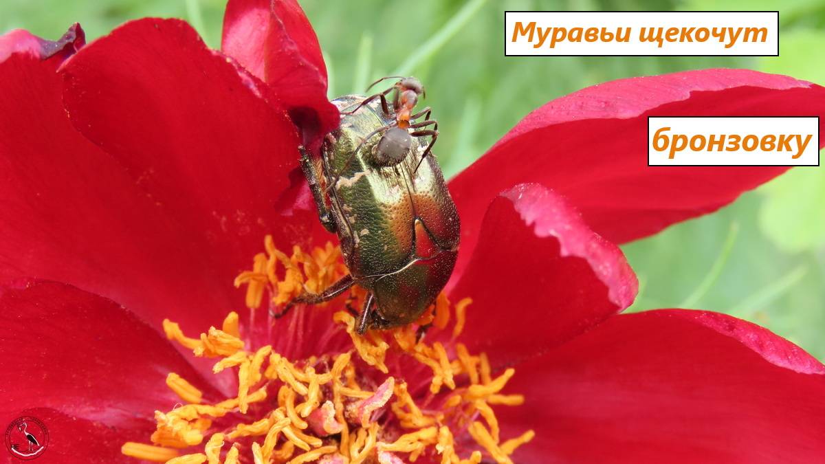 Муравьи щекочут бронзовку. Цветёт степной пион тонколистный. 25.04.25