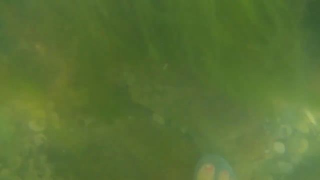 Подводная съёмка. Бухта Инал.