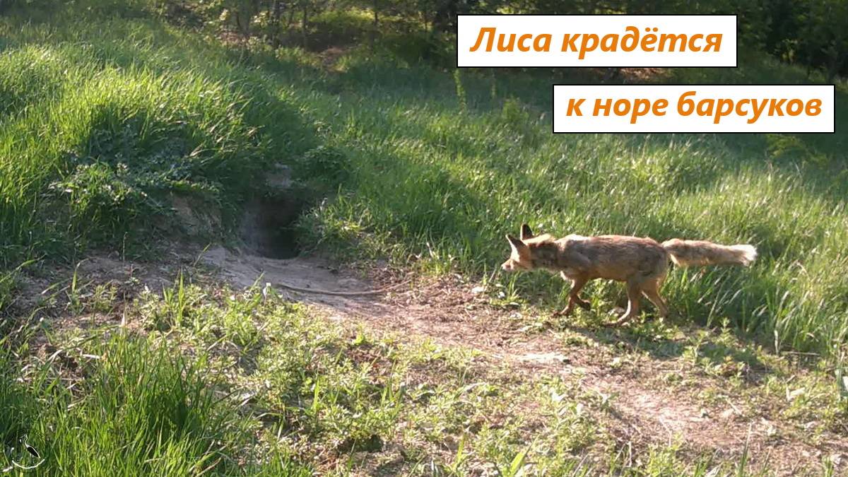 Лиса подкрадывается к норе барсуков и сует свой нос. Рискнет полезть дальше? 23.04.25