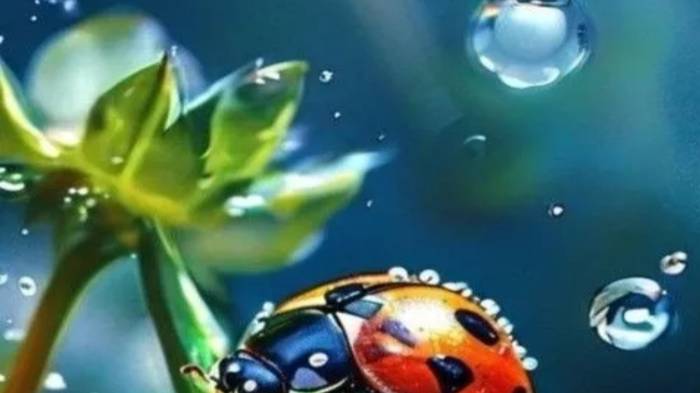 МАЙ--РЫБЫ-таро