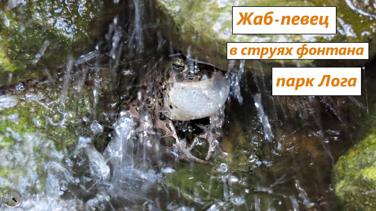 Ария жаба в струях фонтана. И это - не кваканье! Парк Лога. Ростовская область. 24.04.25