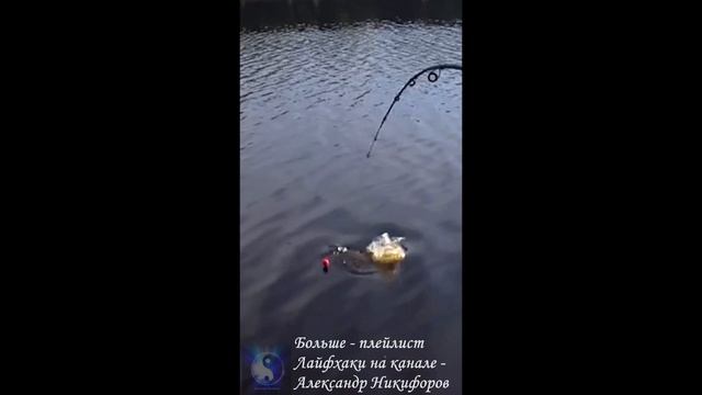 Рыбалка. Рыбалка на живца