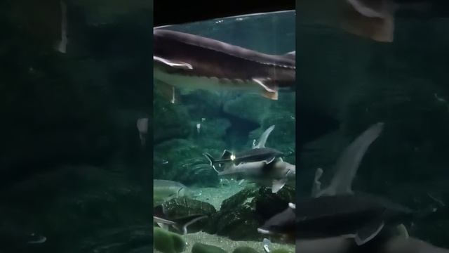 Большой Адлерский океанариум.