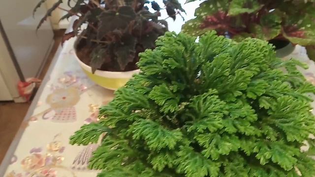 Два редких растения: Иерихонская роза и эвкалипт.