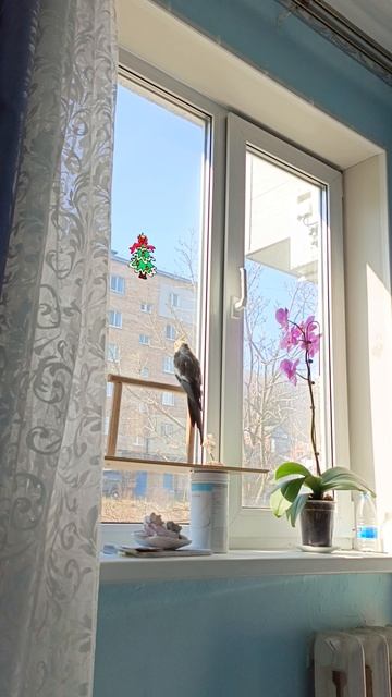 птички за окном