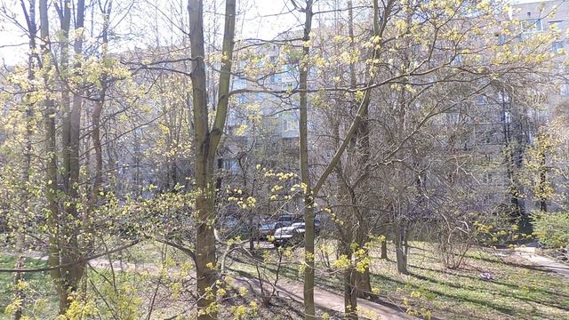 Вид из окна, 26 апреля 2025. Снег.