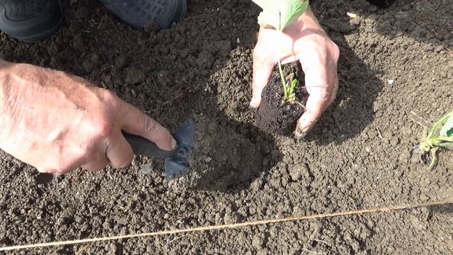 Спасаю клубнику