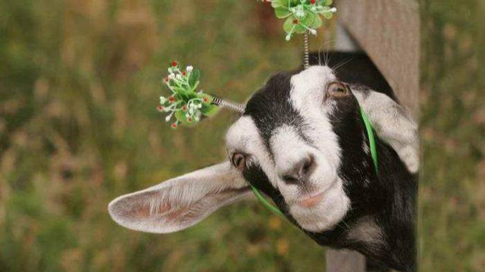 Про Барана и Козла