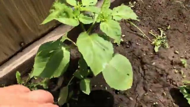 Показываю цветущий сад и газон часть (1)