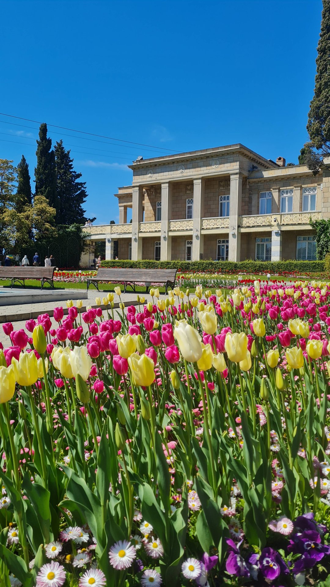 Тюльпаны против стихии как цветы пережили снег в Крыму
