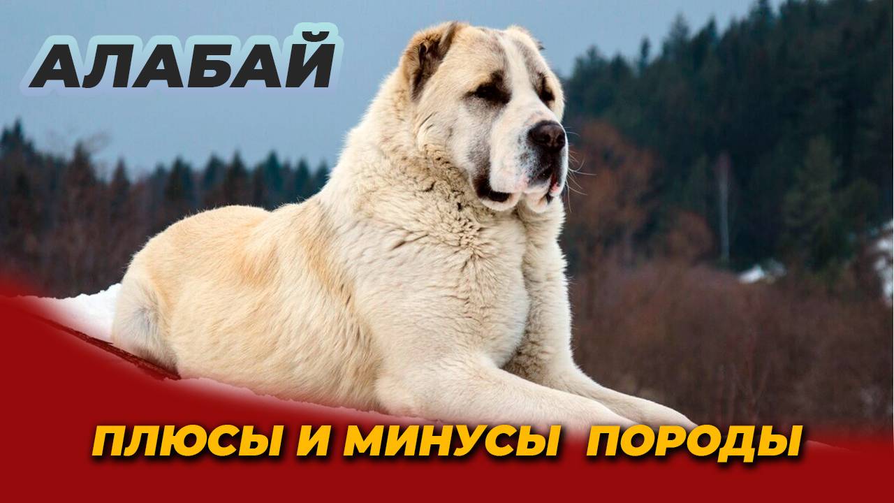 среднеазиатская овчарка / алабай