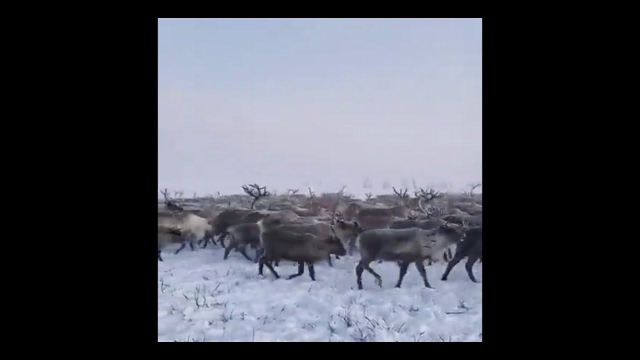 Ловозеро... и хоровод северных оленей в ночи....
