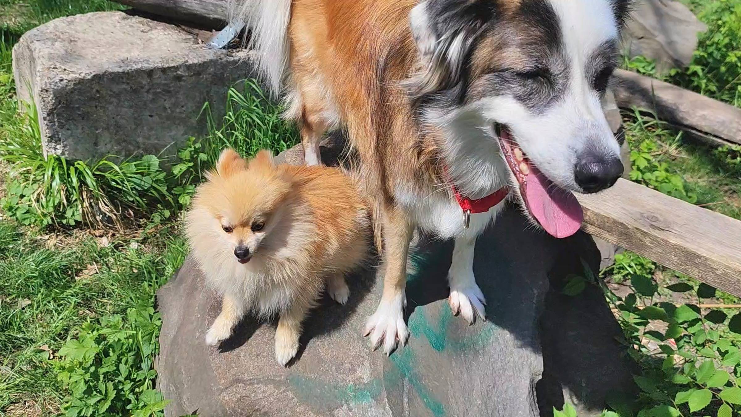 Шуля & Фокс. Тренировка вдвоём хорошо. Но лучше уж мы просто погуляем :) | Передержка собак Ростов