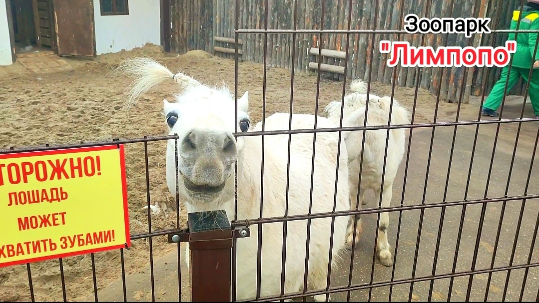 Нижегородский зоопарк "Лимпопо". Часть 3