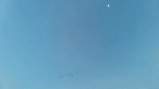 Птицы прилетели на фоне Луны