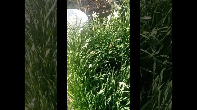 2. Работа в саду