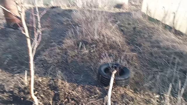 УДОБРЯЕМ ГРУШУ ВЕСНОЙ...