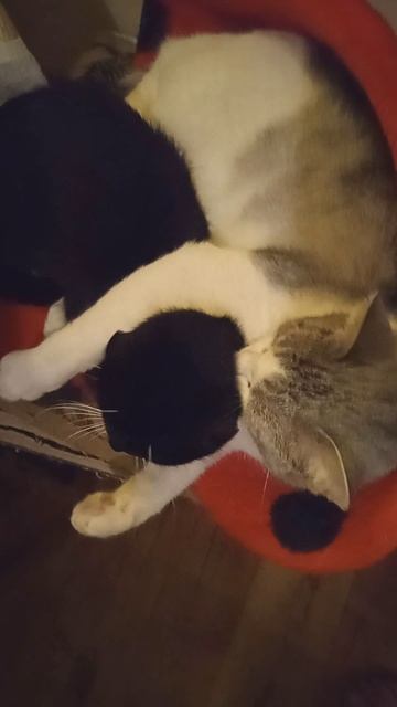 Чупа - говорящая кошка