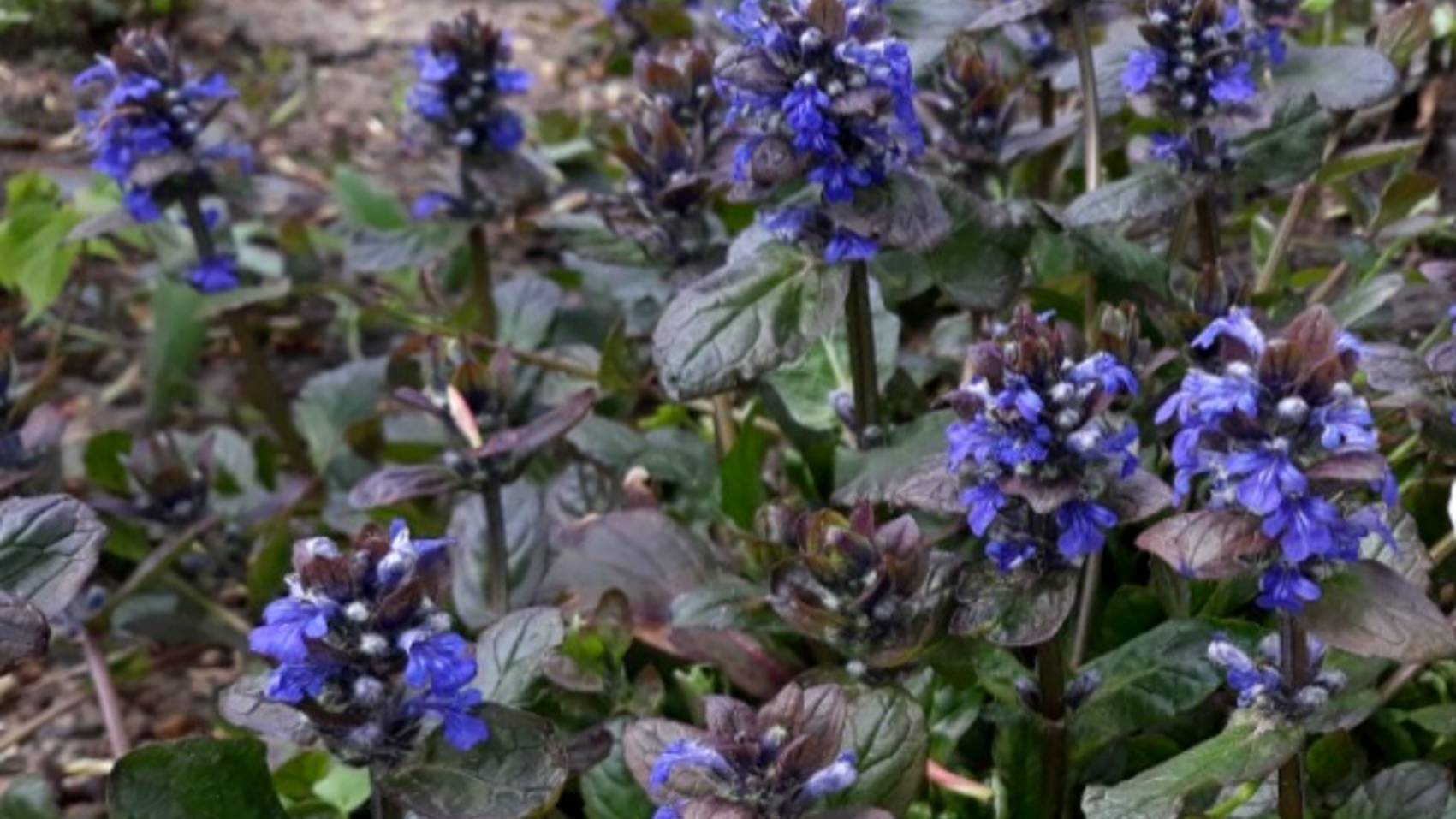 Самый неприхотливый почвопокровный многолетник - ЖИВУЧКА ползучая.