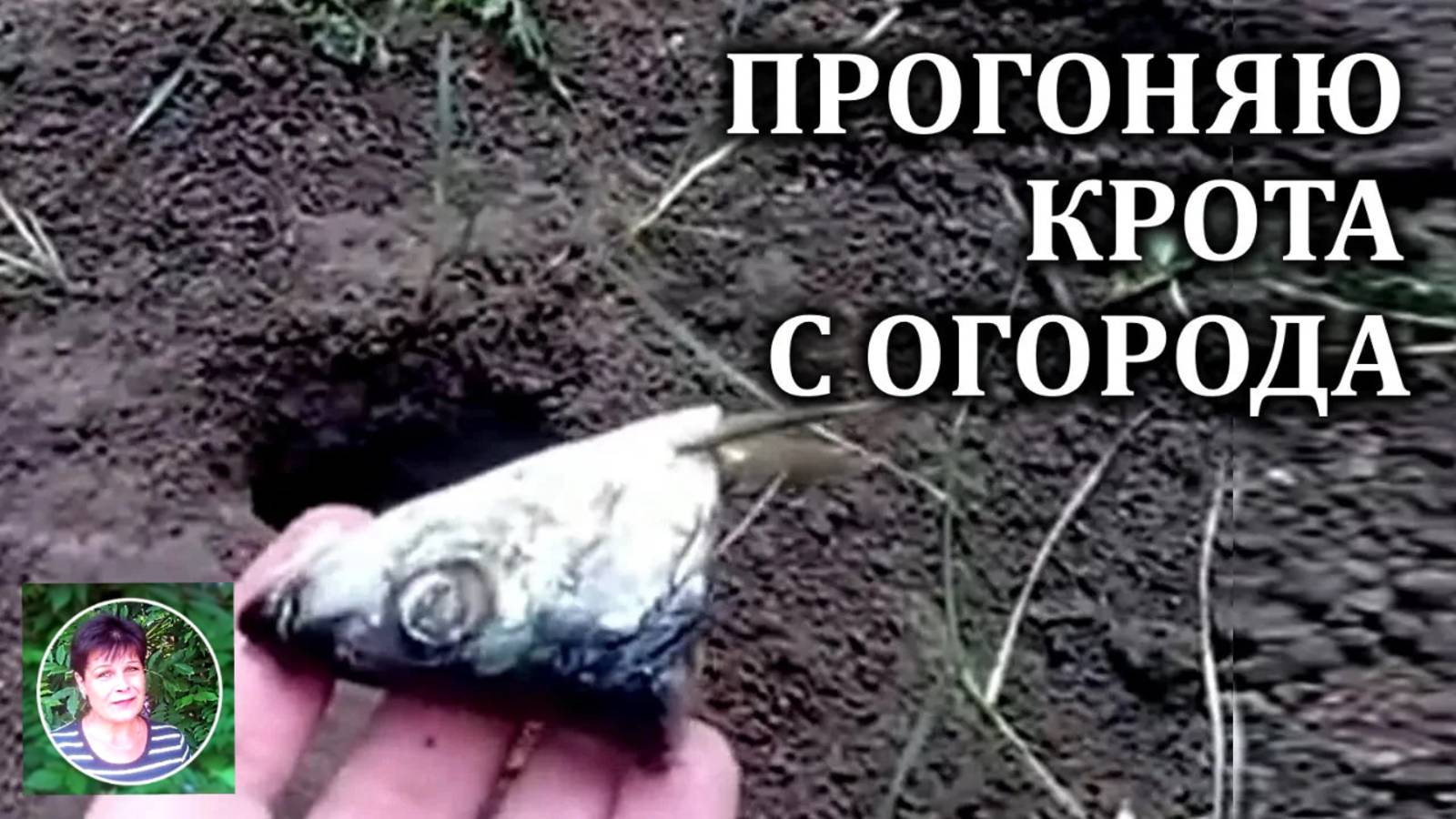 Как прогнать крота с огорода.  Я нашла необычный  способ