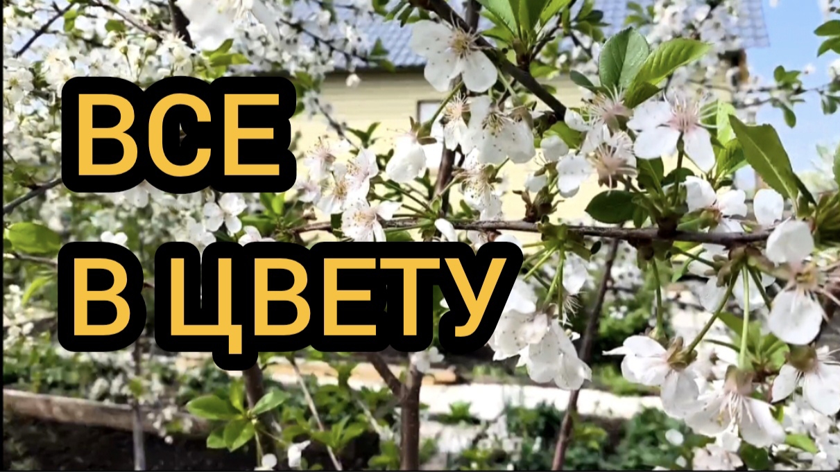 Все цветет и пахнет. 26.04.2025