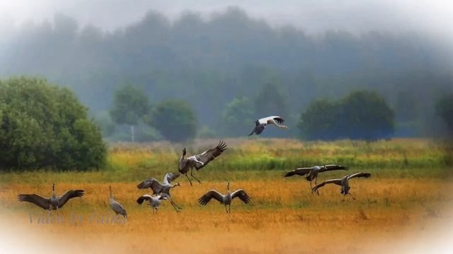 Далеко-далеко журавли улетели... #Журавли
