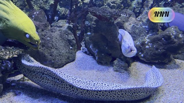 ГДЕ ЖИВЁТ САМАЯ ЯДОВИТАЯ РЫБА В МИРЕ? В МОСКВЕ! В океанариуме "Крокус сити"