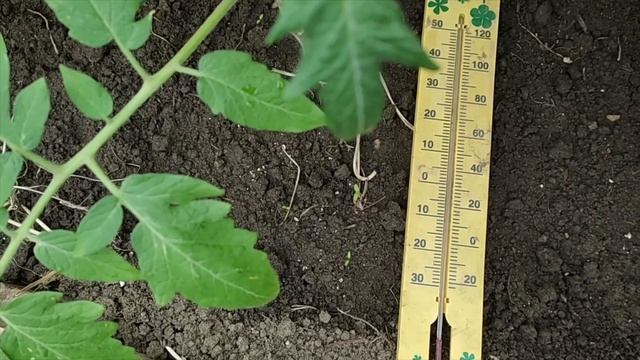 Помидоры выдержали заморозки, и это радует