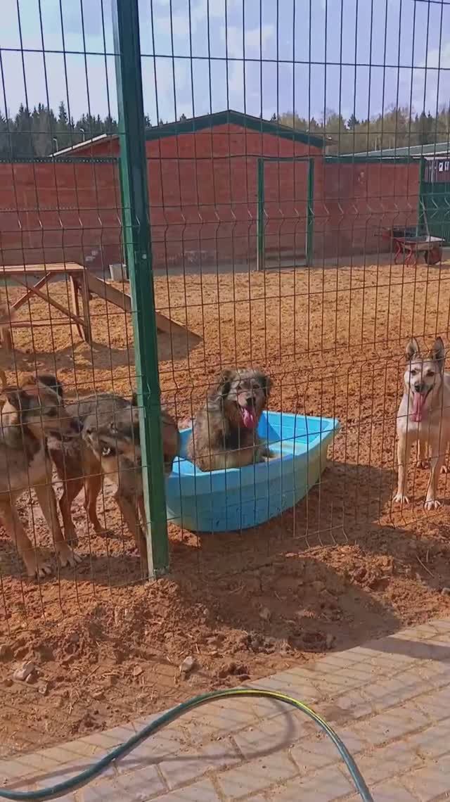 "Их атмосфера" ❥ Приют в Малинках