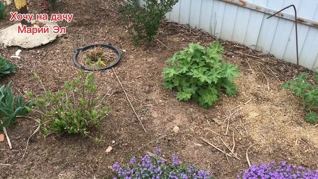 А мы не мёрзнем ! Заказали окна на дачу.
Что цветёт в конце апреля .26.04.25г.