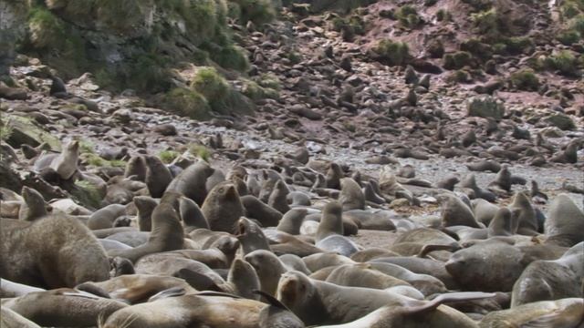 Замерзшая планета (Frozen.Planet). Эпизод 3. Лето.