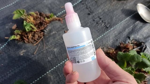 Первая обработка клубники. Обрабатываю клубнику перекисью водорода