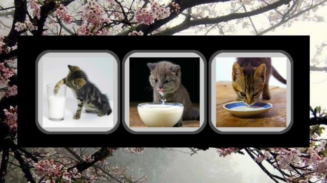 АСМР Котята лакают молоко/ Мурчание и звуки Котят/ Звуки для расслабления, сна и релаксации/ мяукань