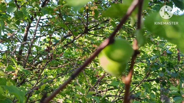 27 апреля, очередные погодные качели, но растения держаться