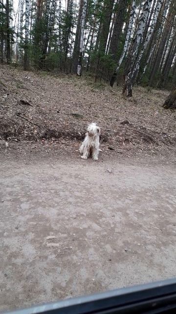 20250427_184048 Собаку бросили?