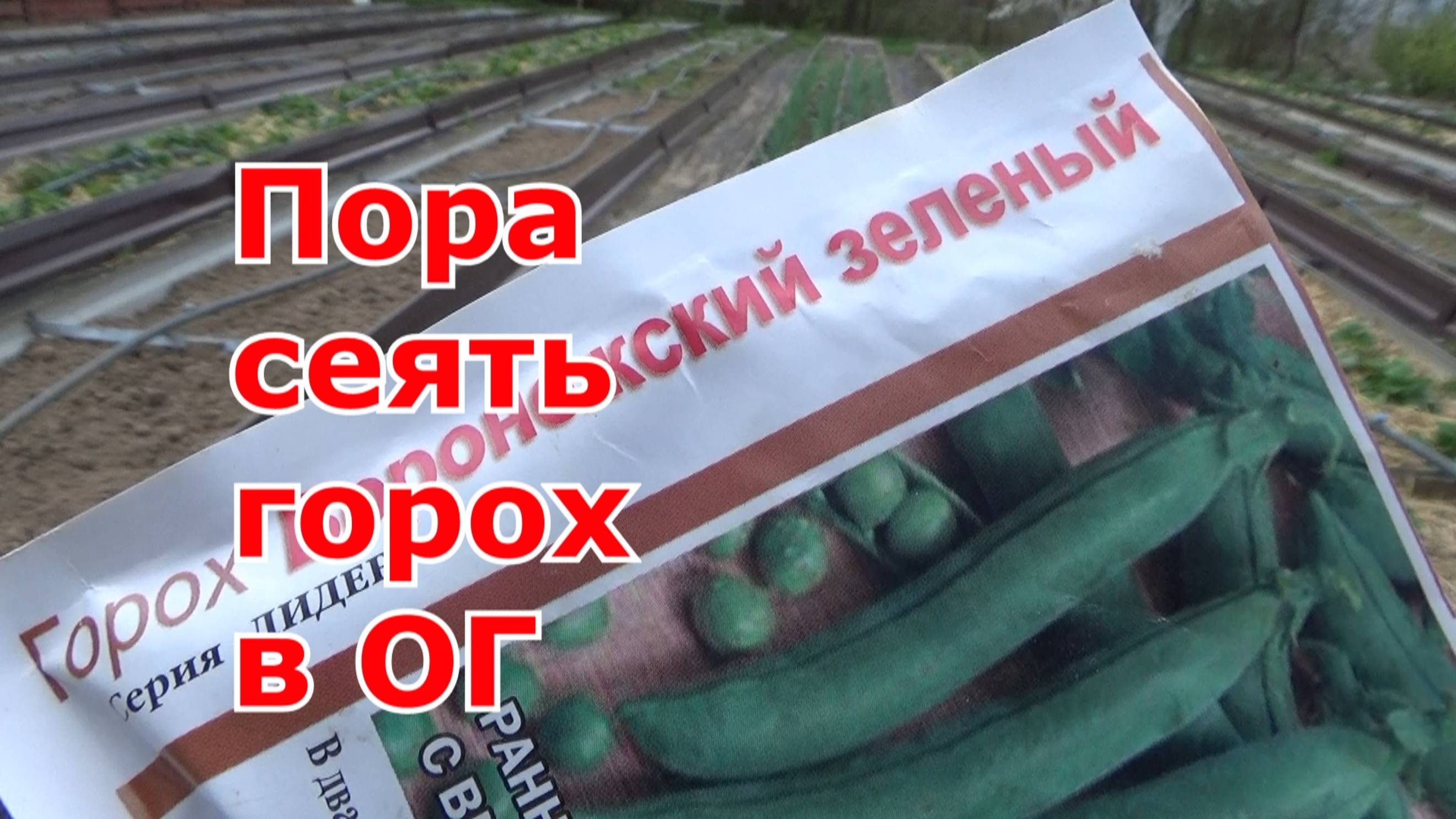 Пора сеять горох! Когда и как сажать горох в открытый грунт. Посев гороха. Подмосковье.