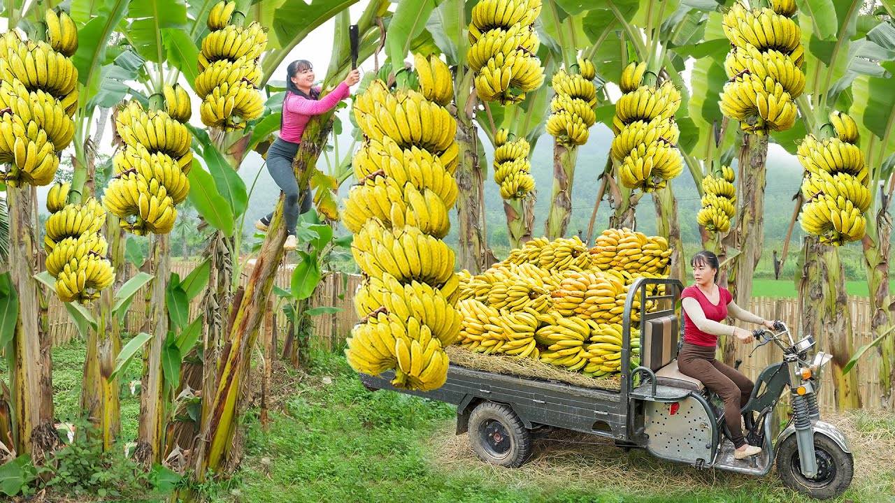 Неугомонная Гюльнара из Вьетнама. Сбор урожая бананов, продажа на сельском рынке.