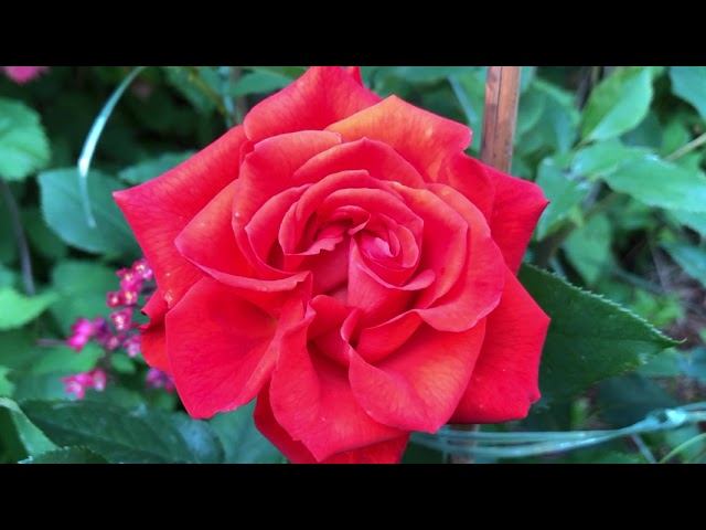 Душевненькое, лето, цветы 2021