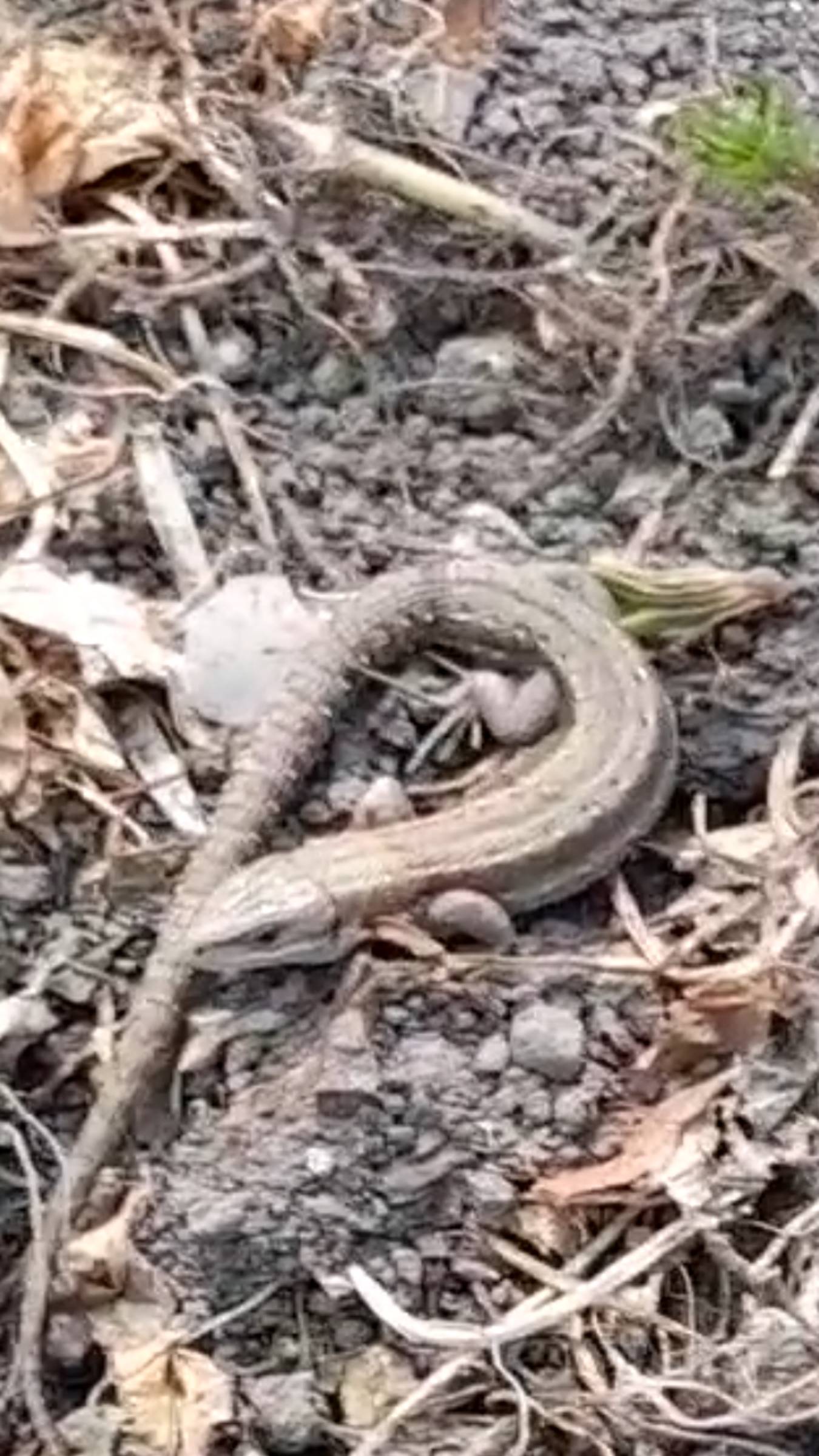 20250427_154523 Ящерица вернулась. Будем жить мирно