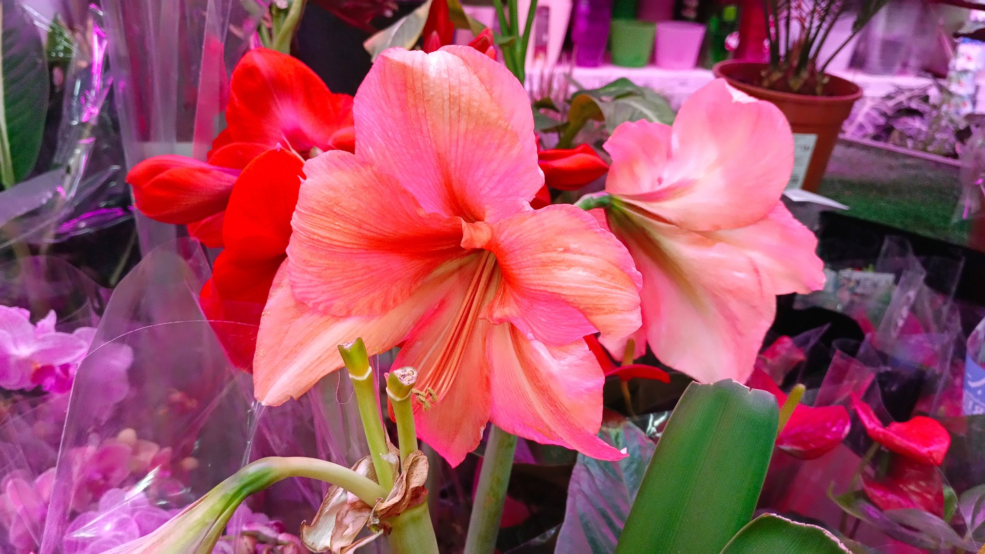 🌸🌿ЛЕМАНА ПРО🩷ЦВЕТОЧНАЯ ПРОГУЛКА🌿