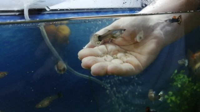 Рыбки кушают с руки.